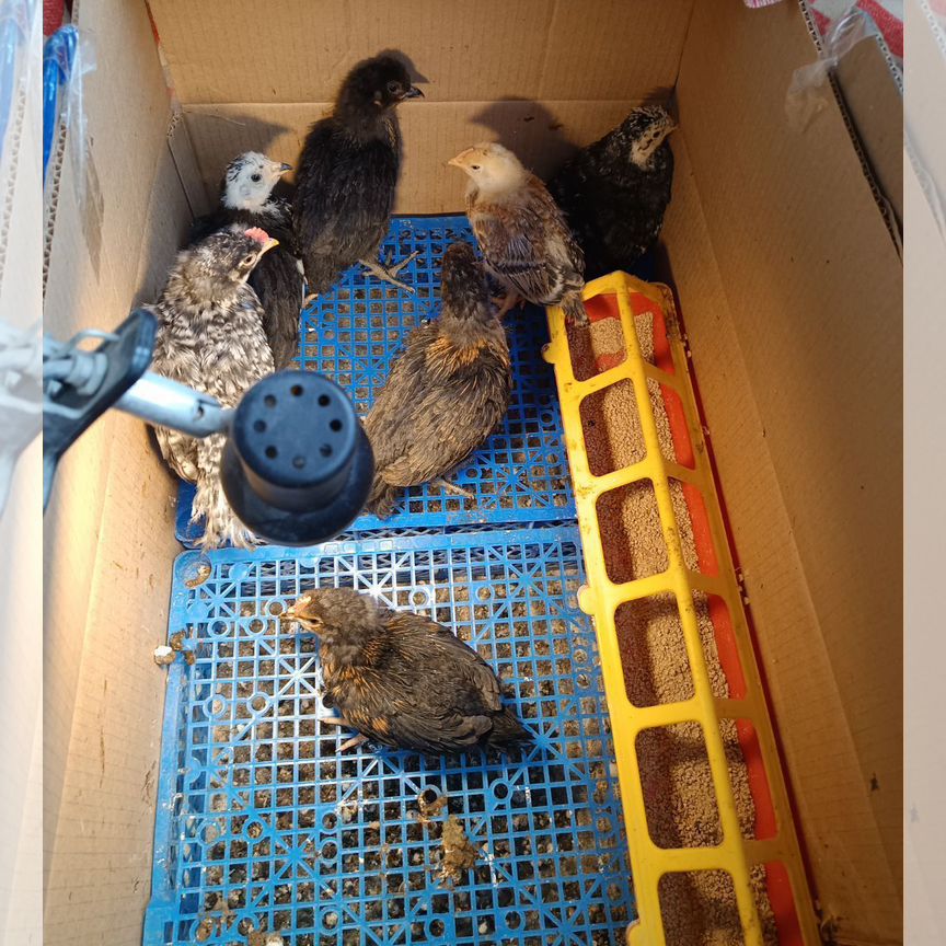 Цыплята несушки подрощенные