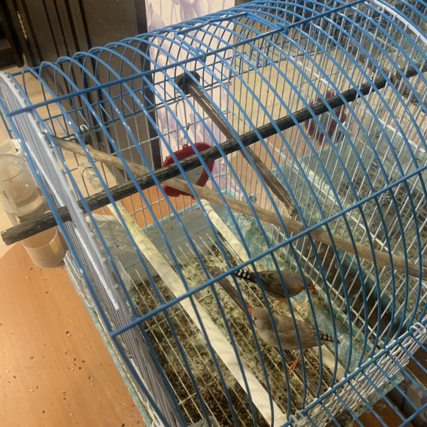 Попугаи Амадины