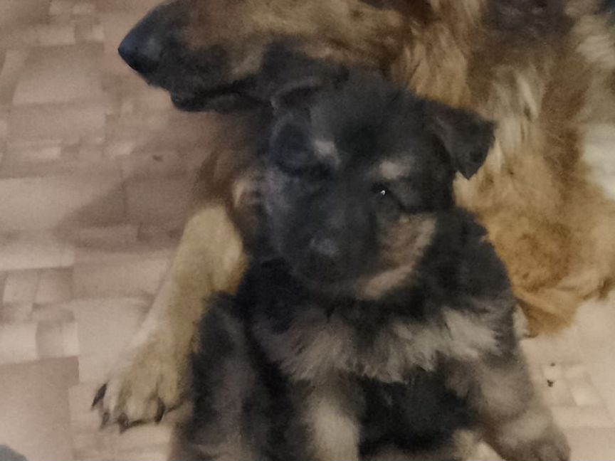 Щенки немецкой овчарки длинношерстной овчарки