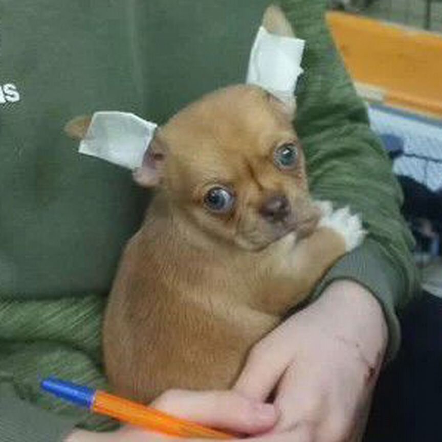 Чихуахуа, щенок