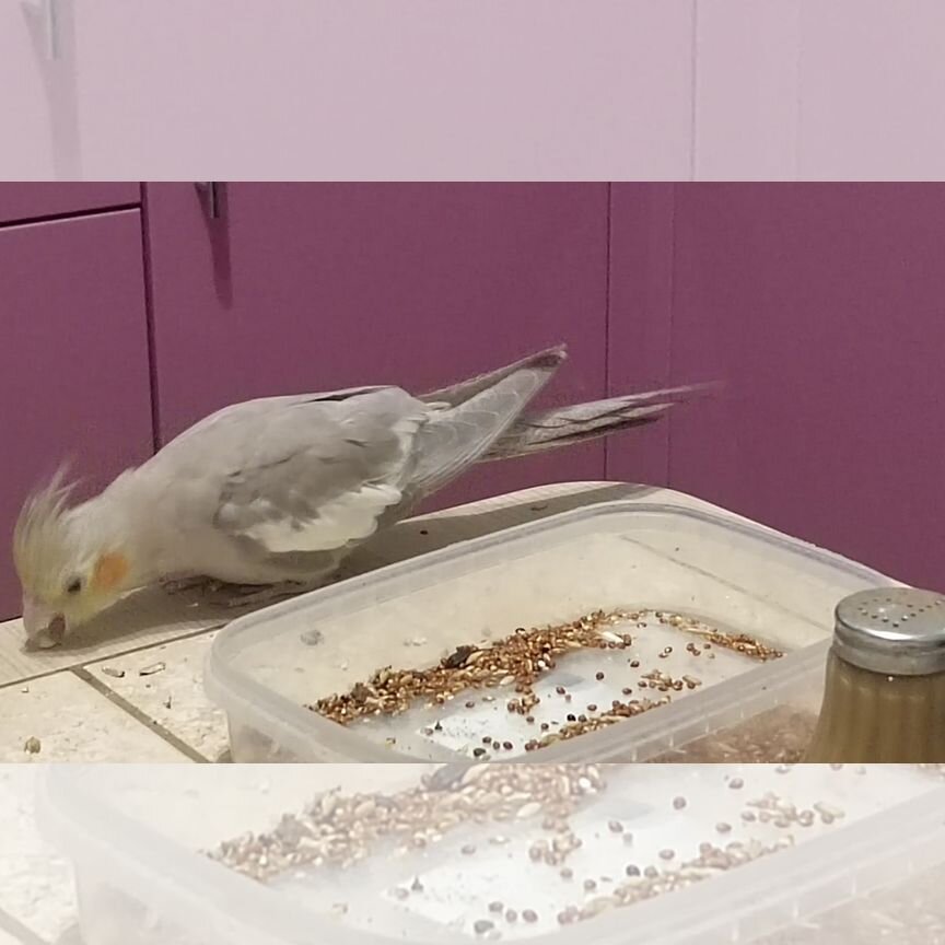 Попугай корелла девочка