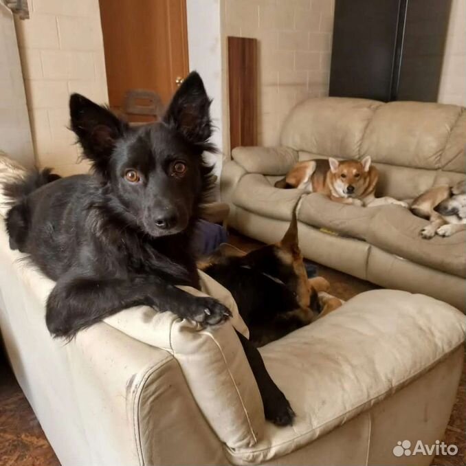 Черныш ищет дом собака в добрые руки