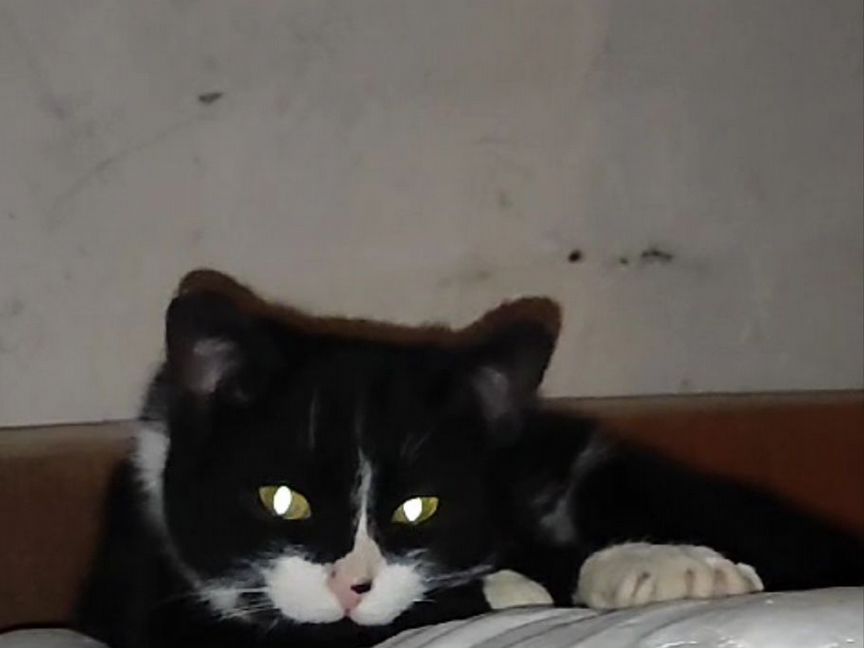 Котёнок из подвала в добрые руки