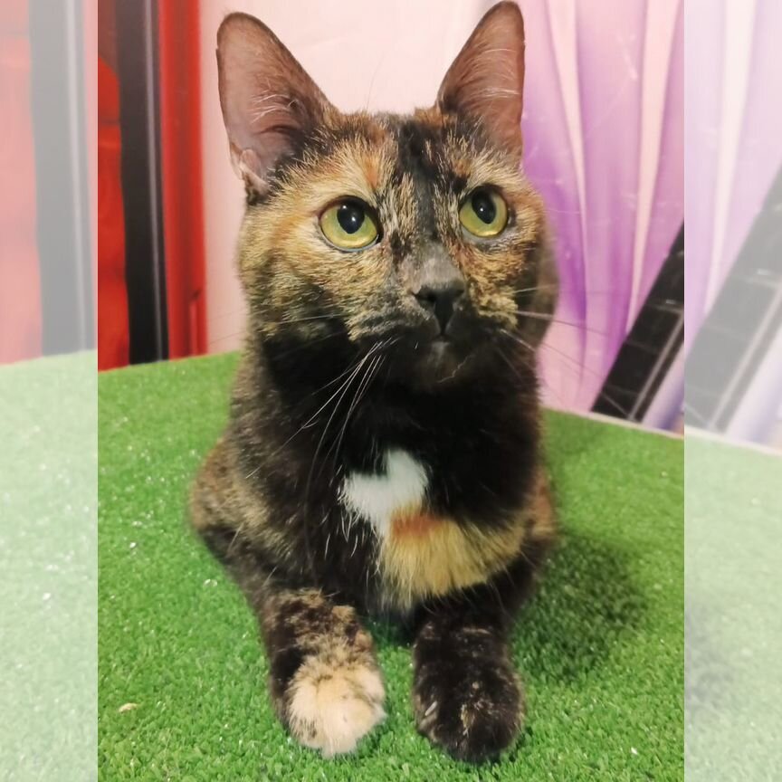 Кошки в добрые руки