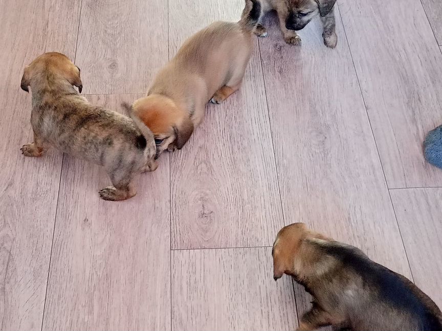 Отдам в добрые руки щенят. Мама такса. Очень злые