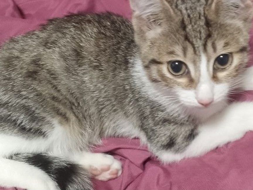 Кошка