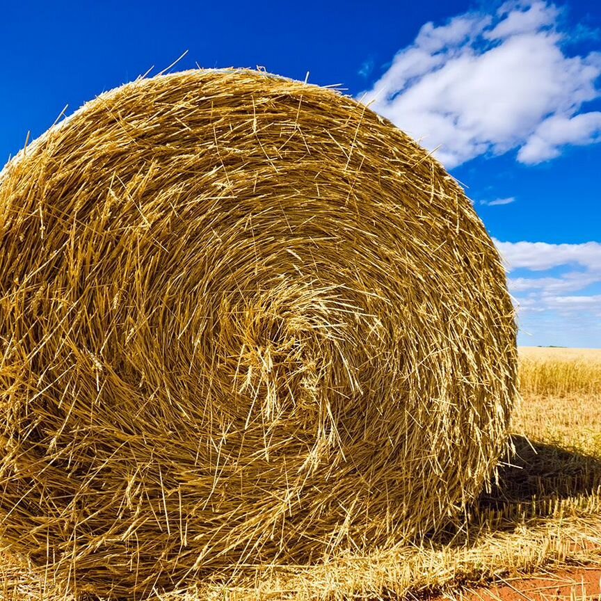 Сено в тюках