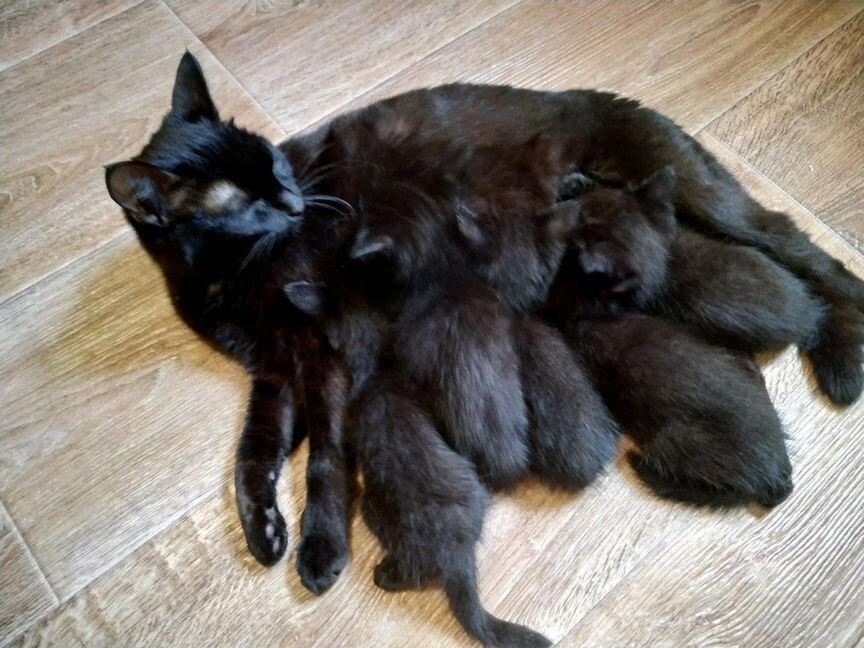 Игривые и красивые котята