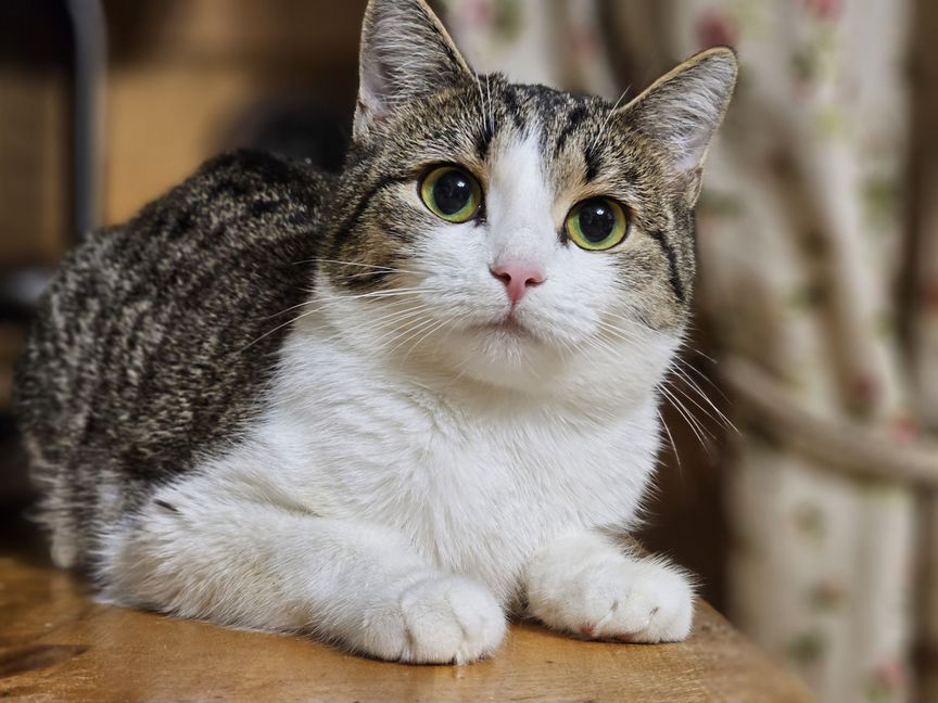 Кошка Стася 1,5г. Привита Стерилизована Порядочна