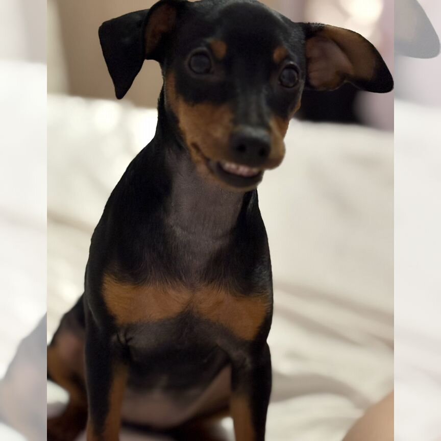 Цвергпинчер, щенок