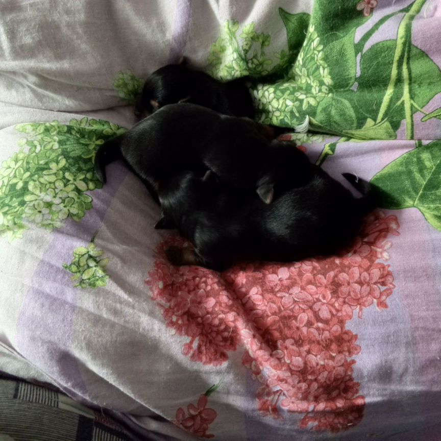 Йоркширский терьер щенки