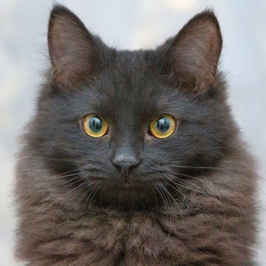 Котёнок Джекки