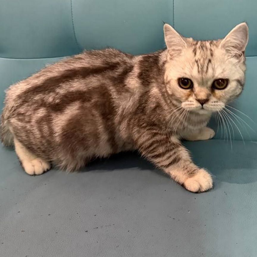 Британская короткошёрстная, взрослая кошка