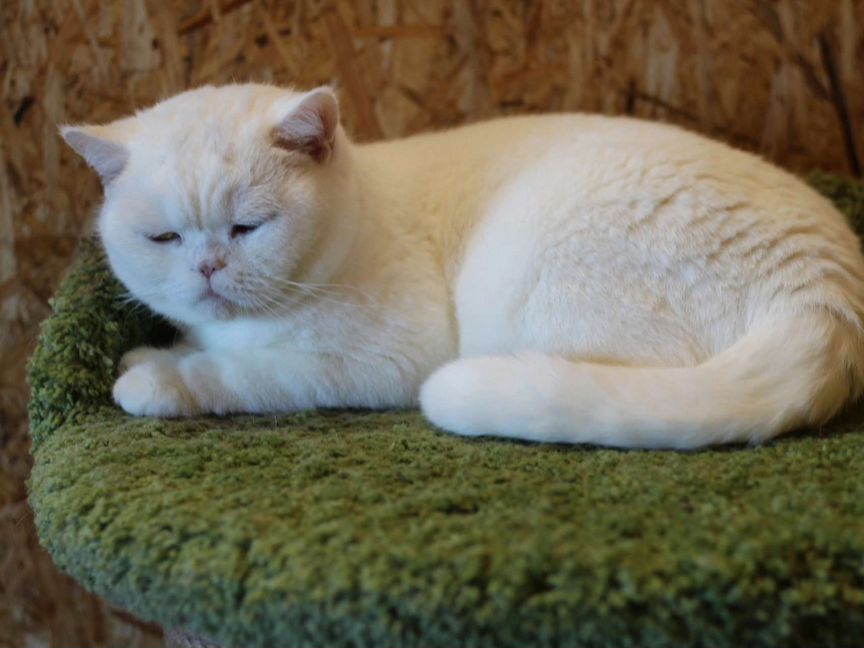 Британская