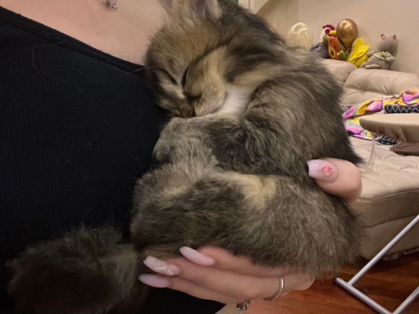 Шотландские вислоухие котята