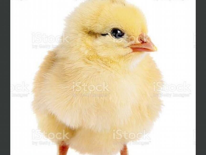Продам газель