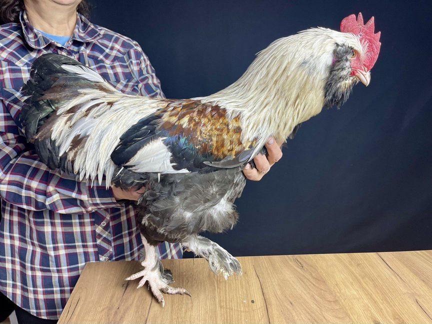 Петух Фавероль лососевый