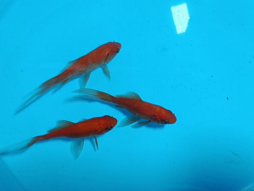 Комета красно-белая, 7 см