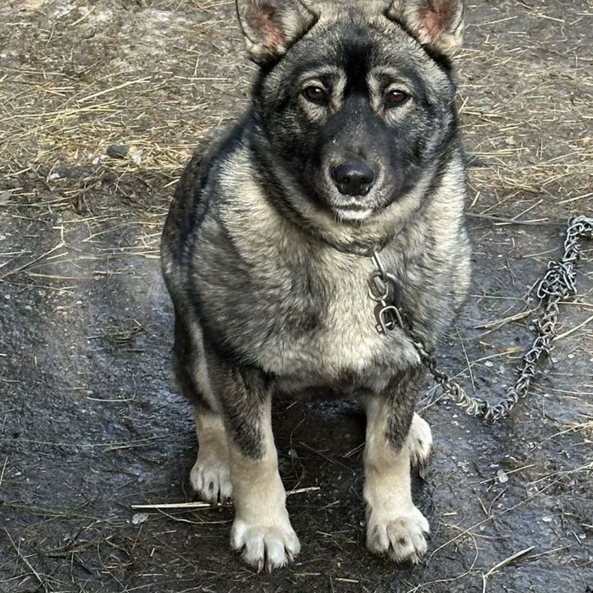 Западносибирская лайка, щенок