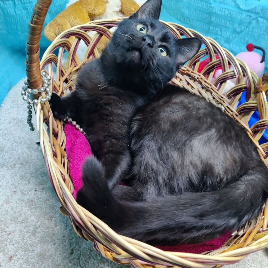 Черный котенок в добрые руки