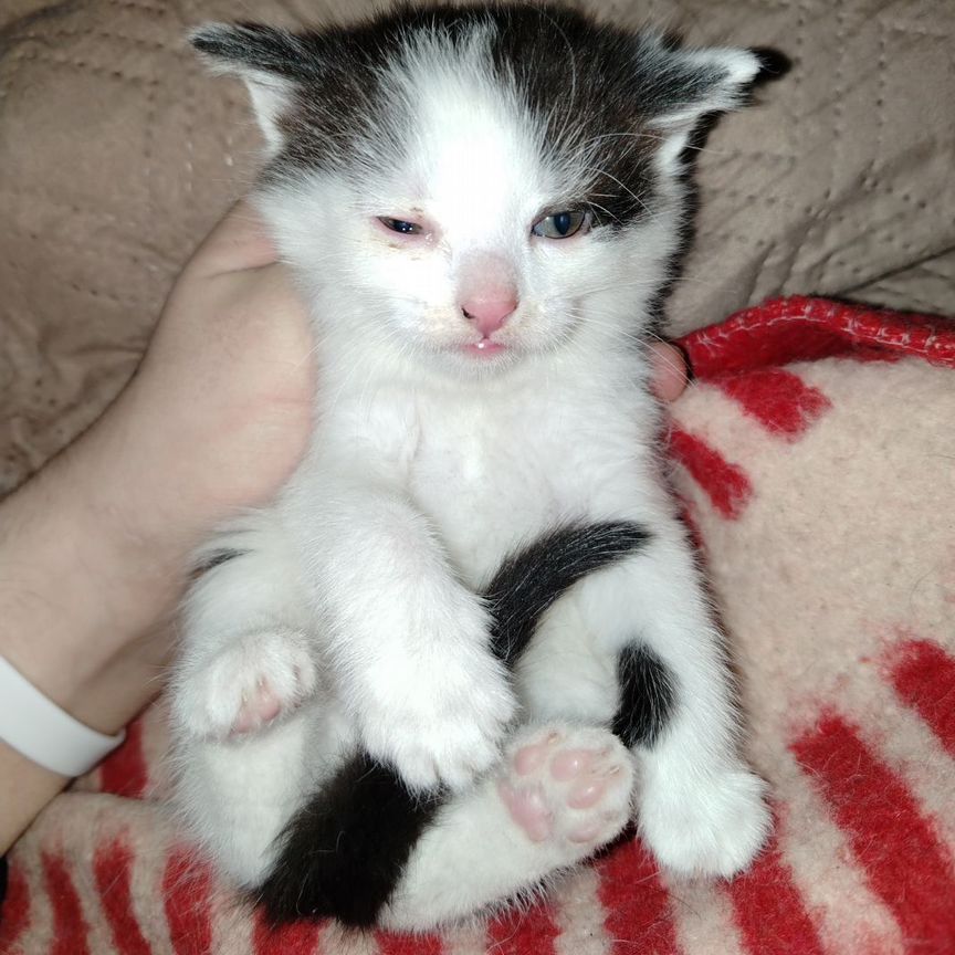 Котёнок в добрые руки