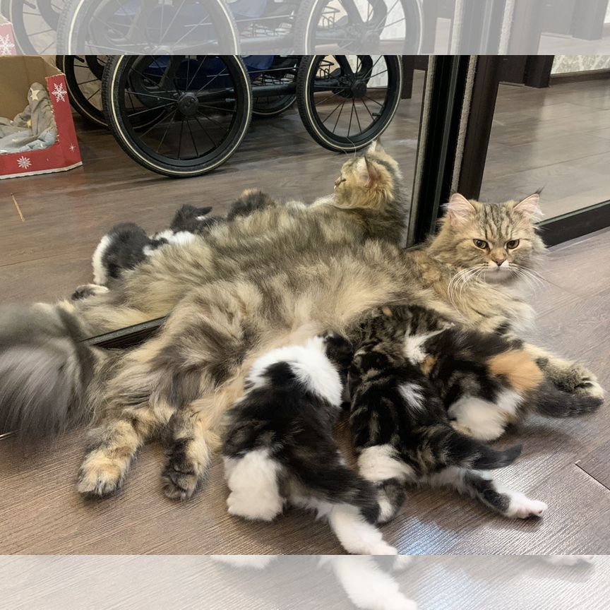 Шотландский вислоухий длинношёрстный котёнок