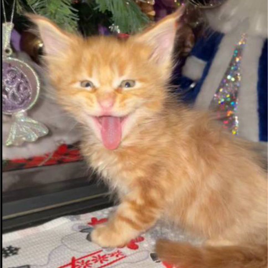 Мейн-кун котёнок