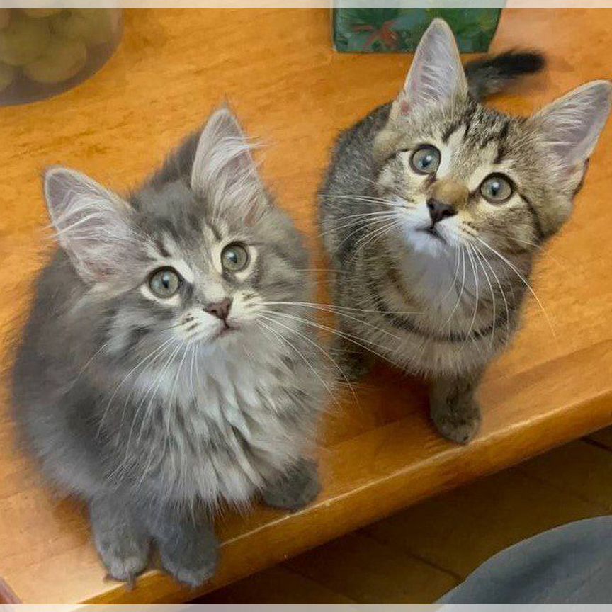 Кошечки сестрички 3,5 мес