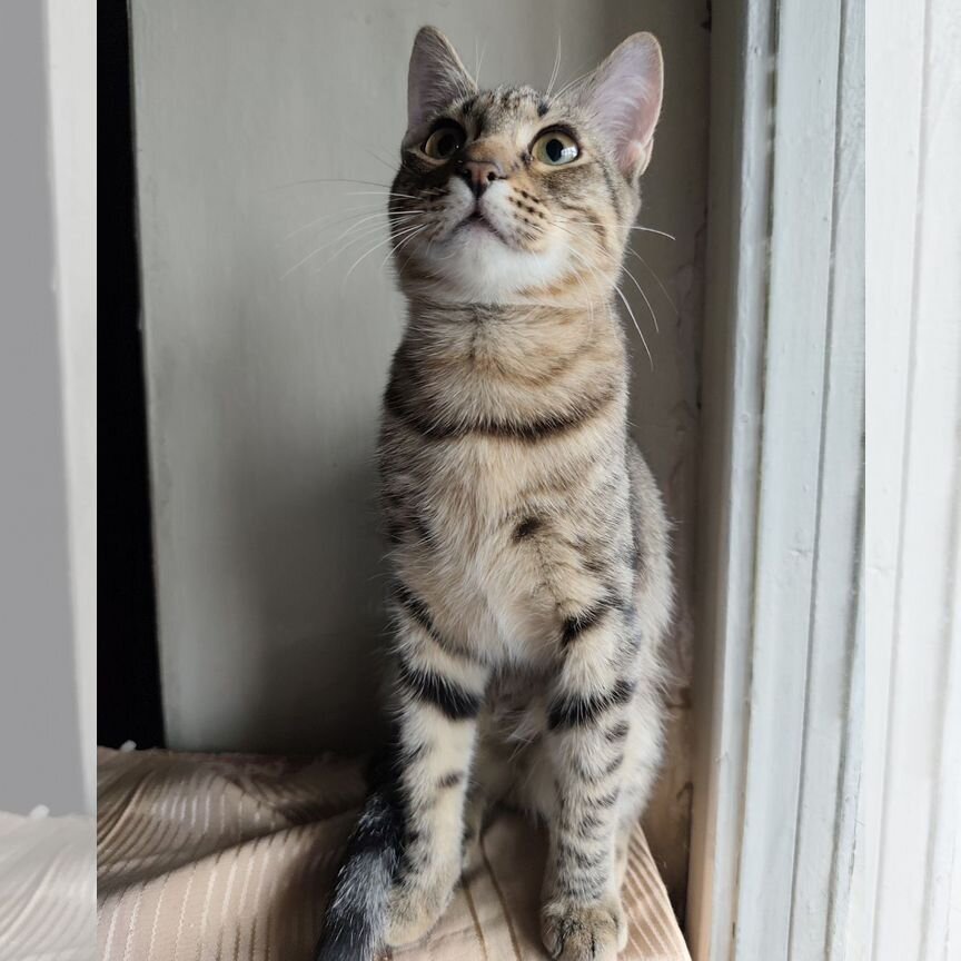 Котёнок в добрые руки