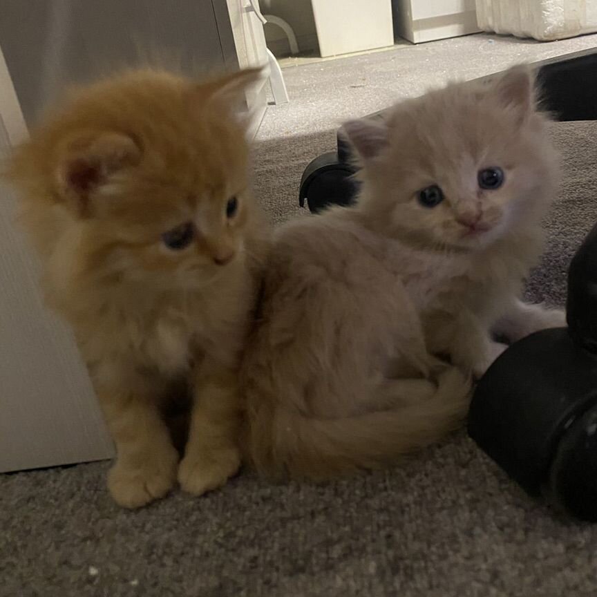 Британский длинношёрстный котёнок