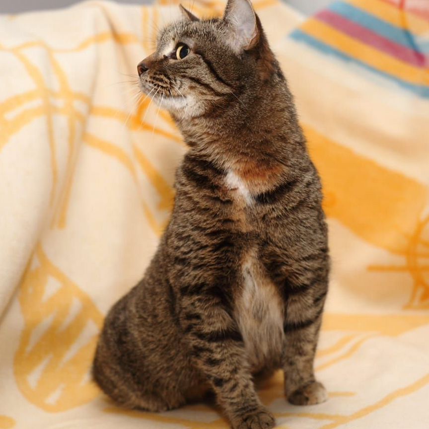 Кошечка в добрые руки