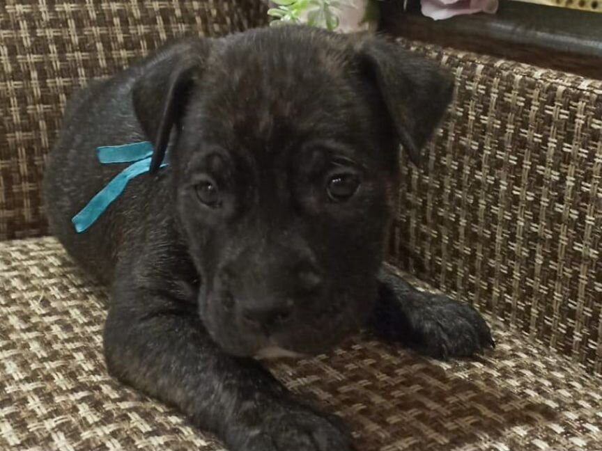 Ка де бо(мальчик)