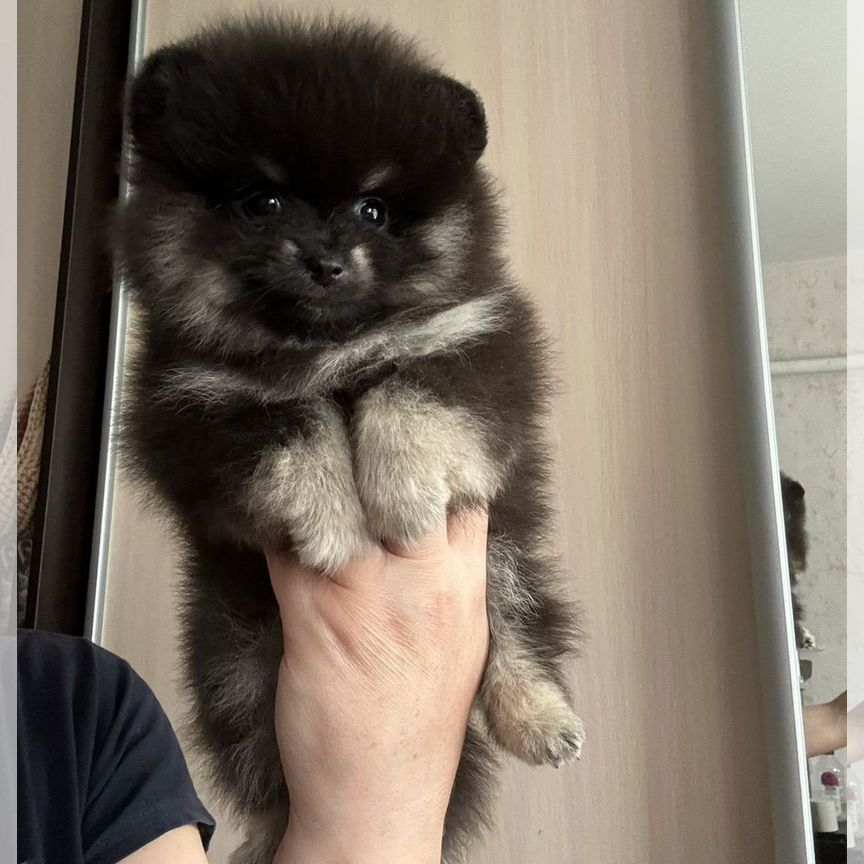 Померанский шпиц, щенок
