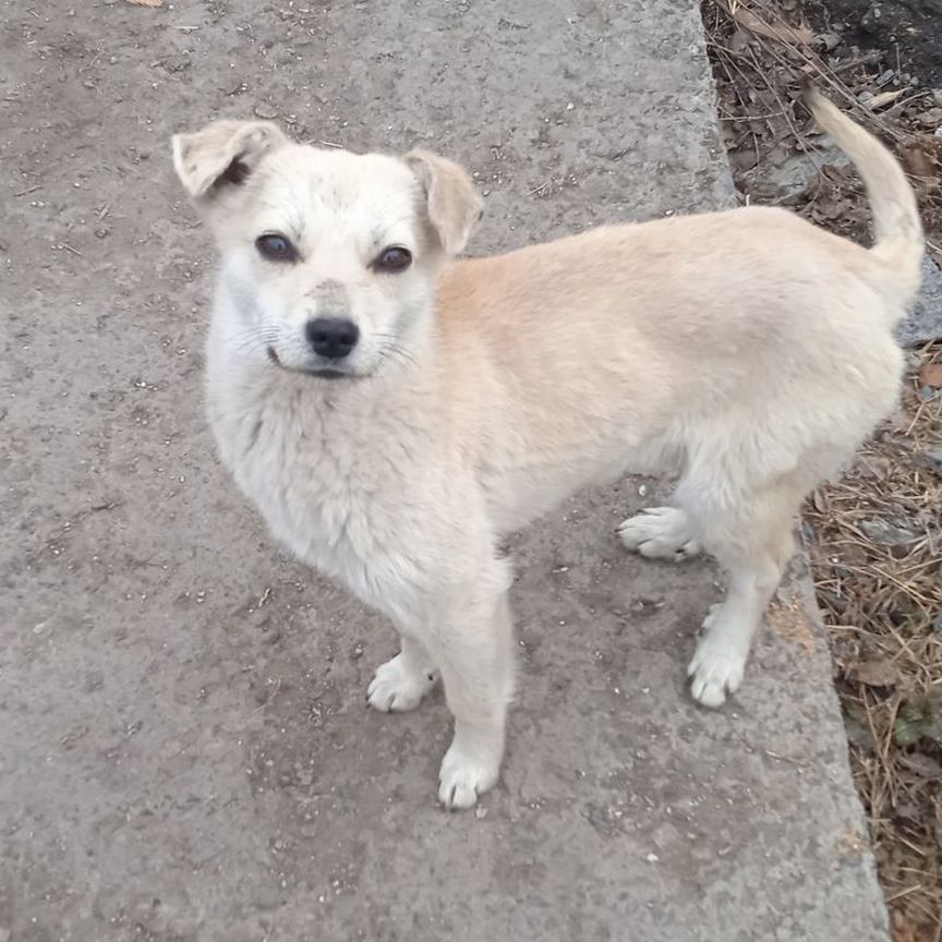 Щенок в добрые руки