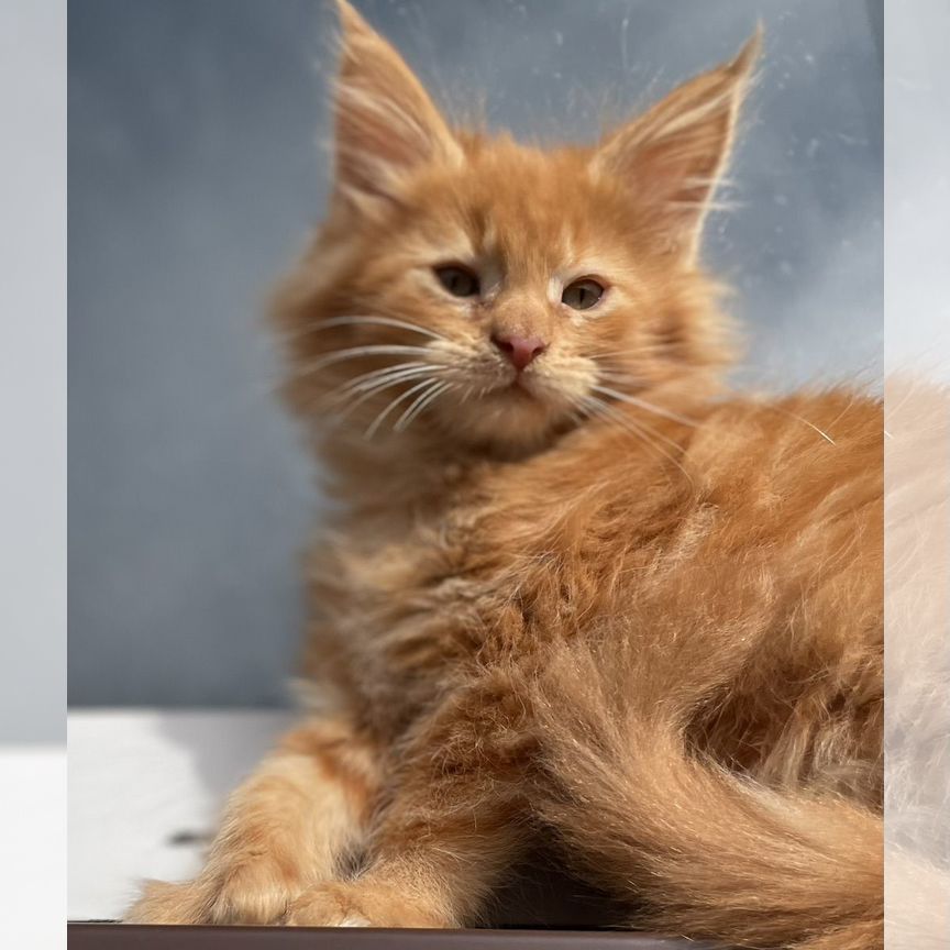 Мейн-кун котёнок