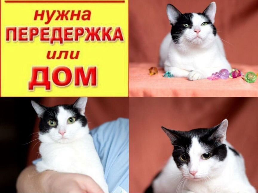 Помогите спасти кошечку