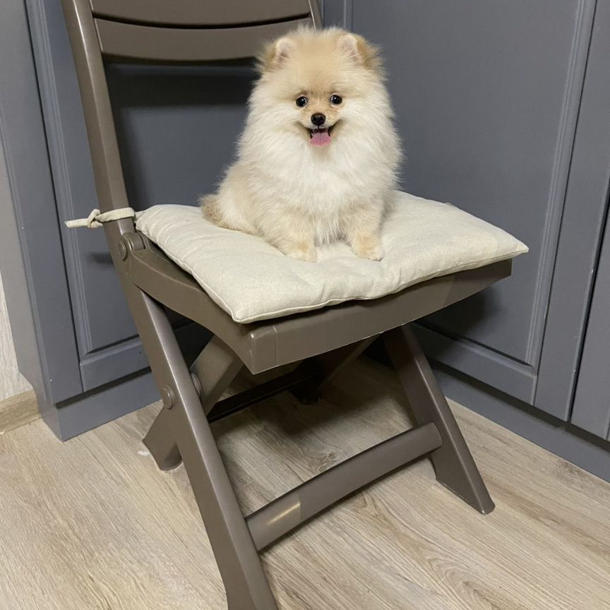 Померанский шпиц, щенок