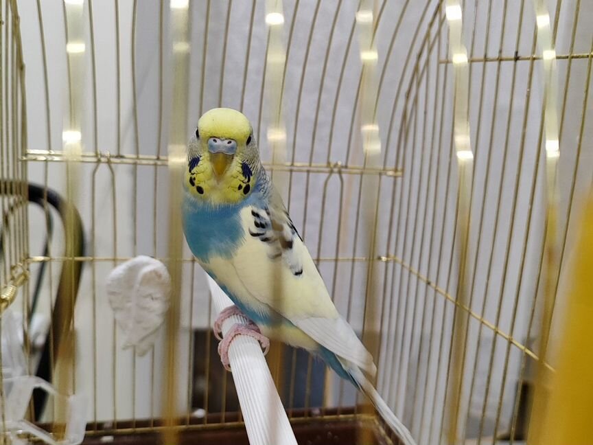 Продам папугая с клеткой