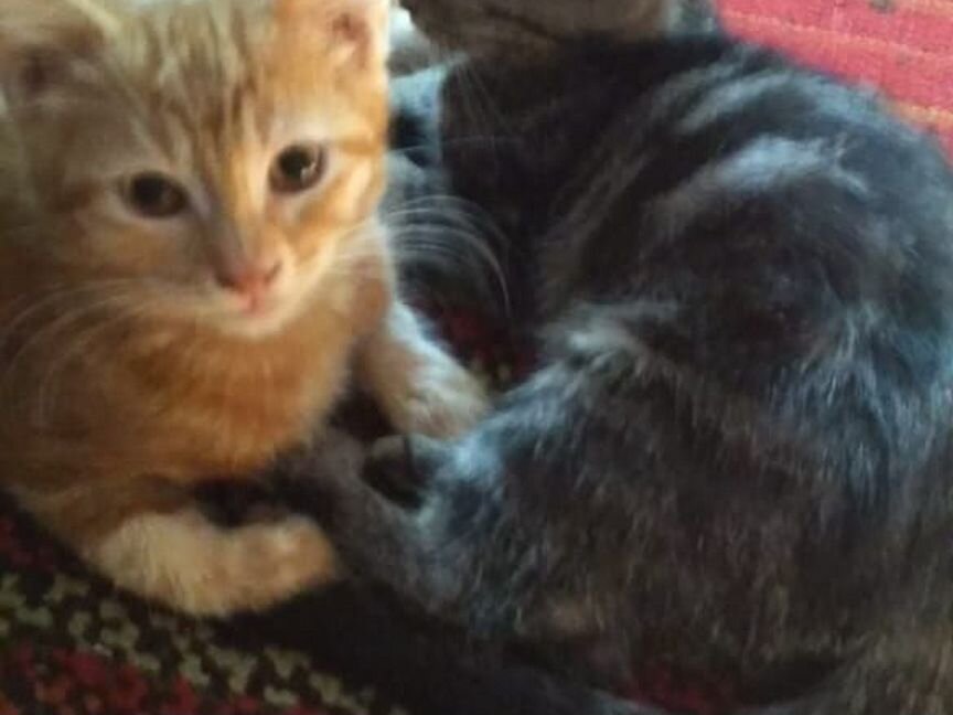 Летние котики