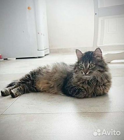 Кошка 1 год сибирская