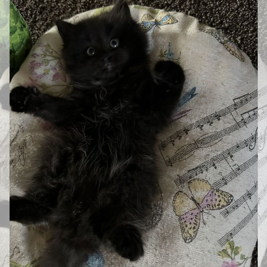 Сибирский котёнок
