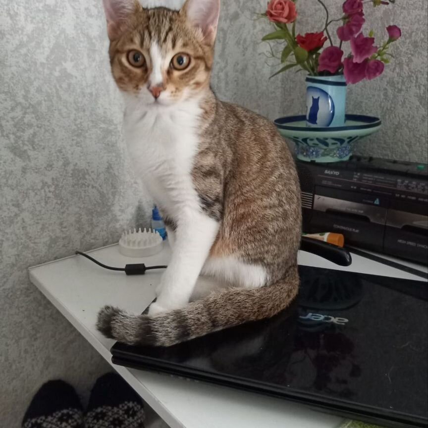 Молодой котик в добрые руки
