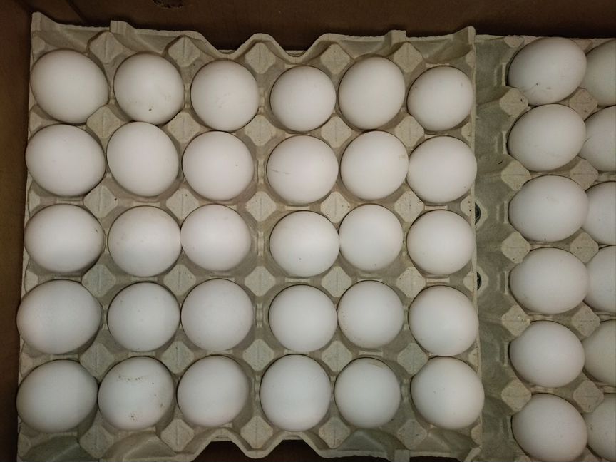 Инкубационное яйцо кур