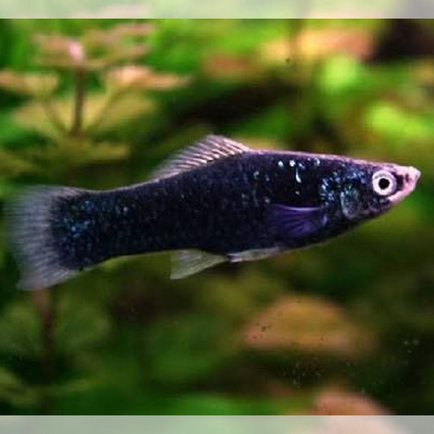 Меченосцы и барбусы