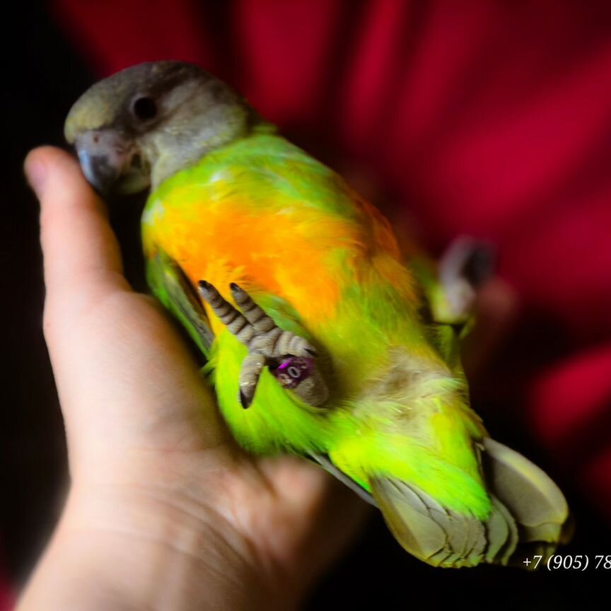 Сенегальский попугай