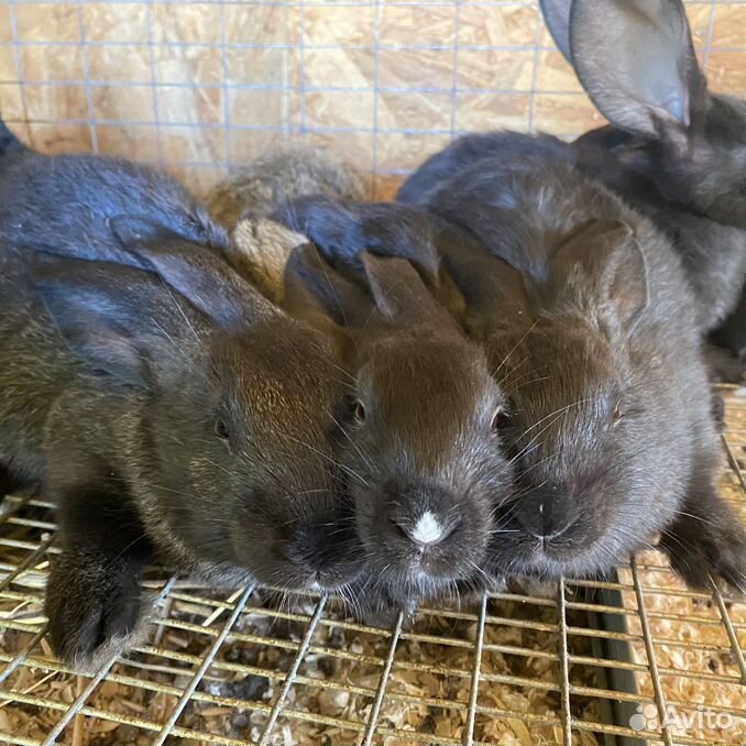 Крольчата мясных пород