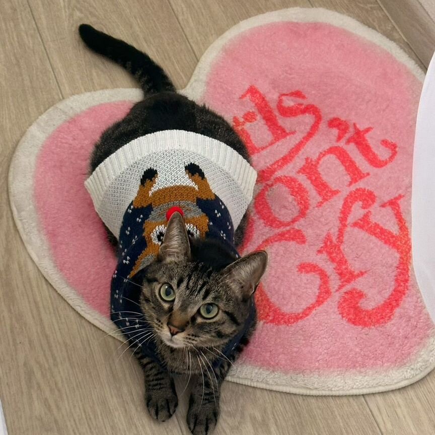 Одежда для собак и кошек