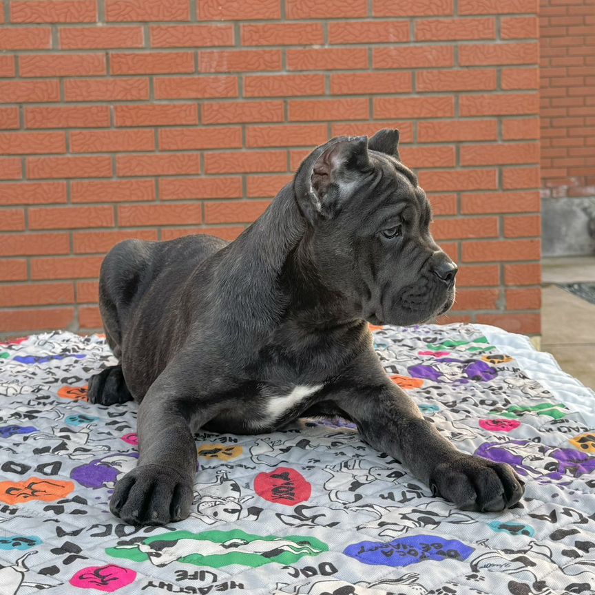 Щенки кане корсо