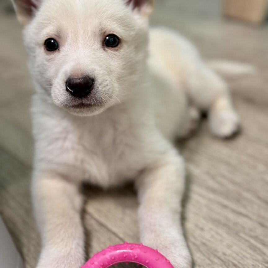 Домашние животные собаки щенки бесплатно