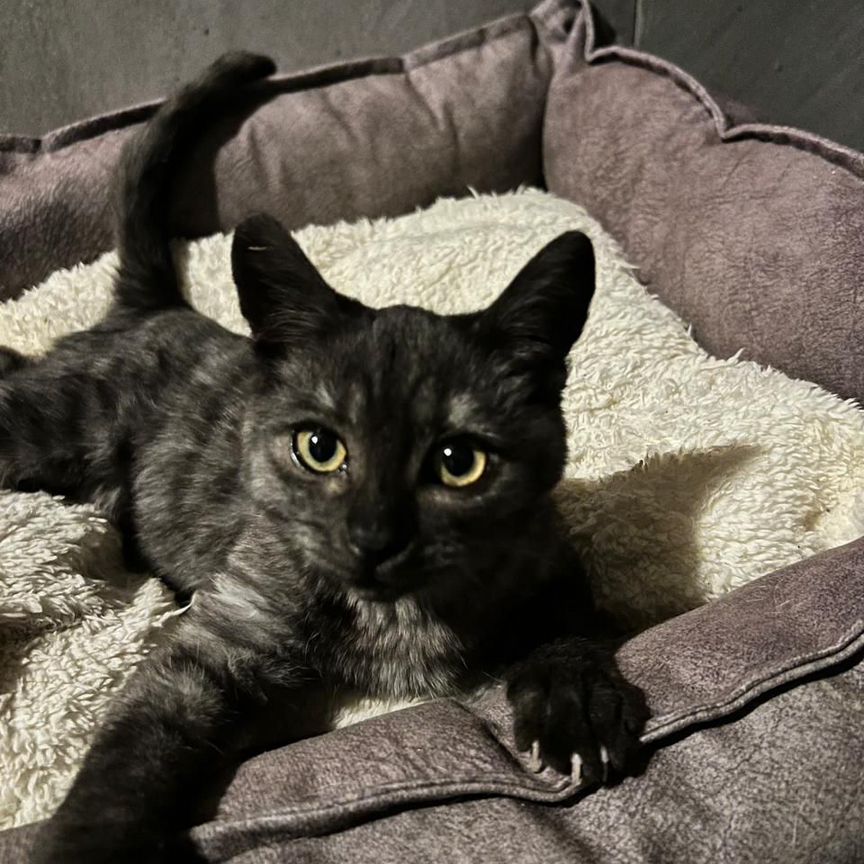 Котёнок